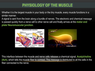 Histology and physiology of muscle.pptx