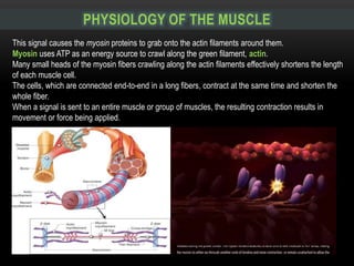 Histology and physiology of muscle.pptx