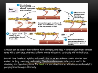 Histology and physiology of muscle.pptx