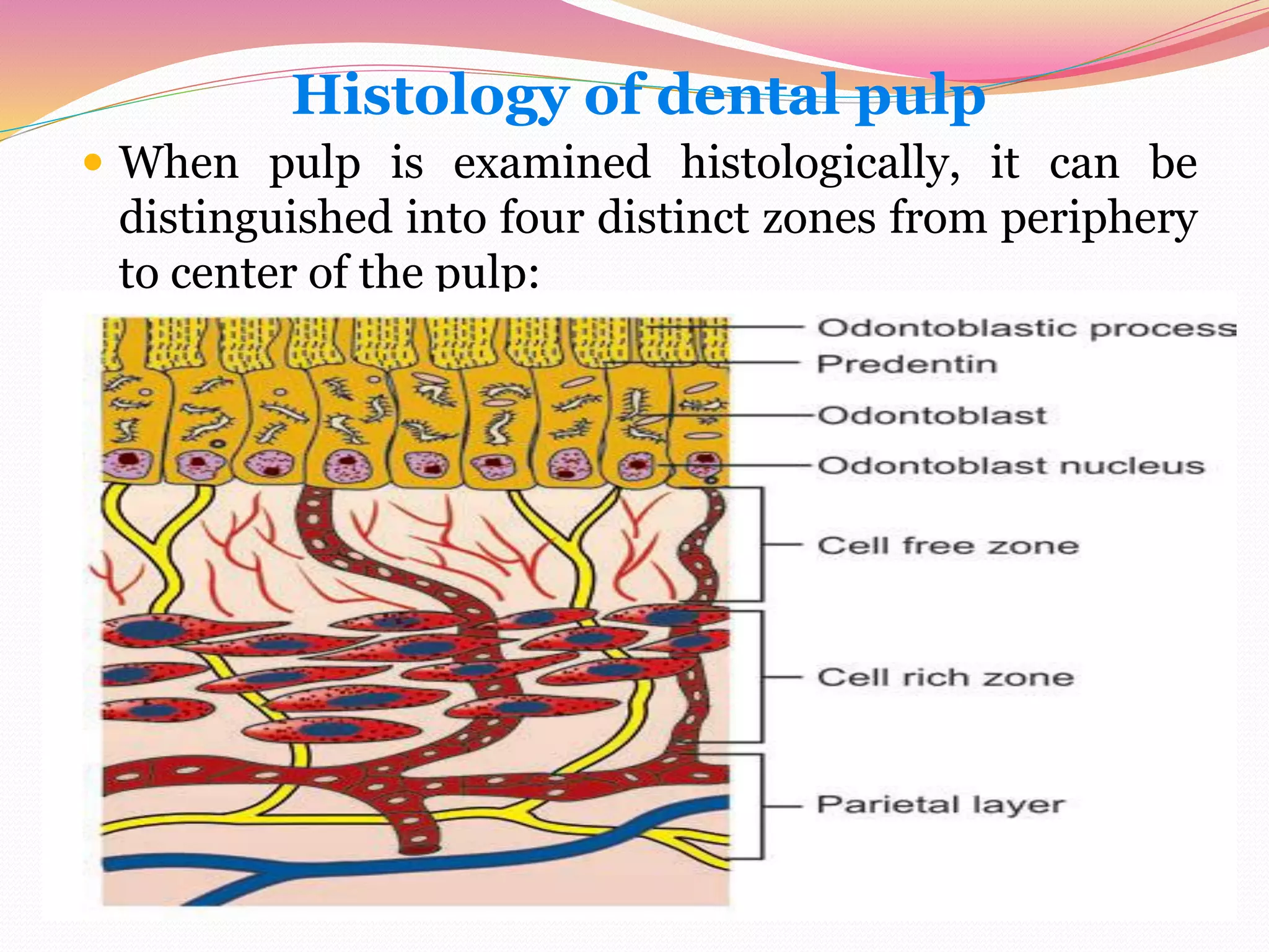 Histology and physiology of the pulp | PDF