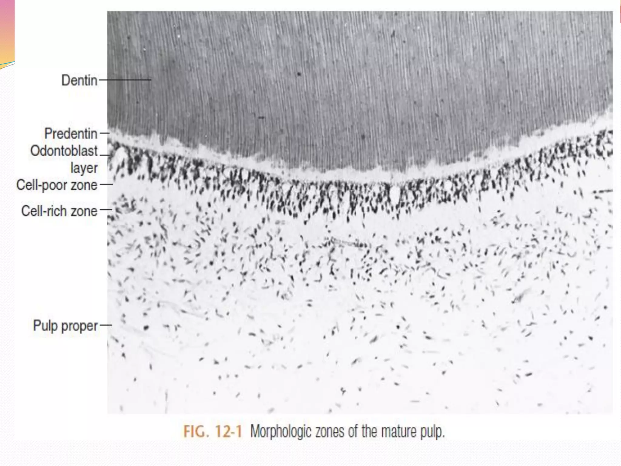 Histology and physiology of the pulp | PDF
