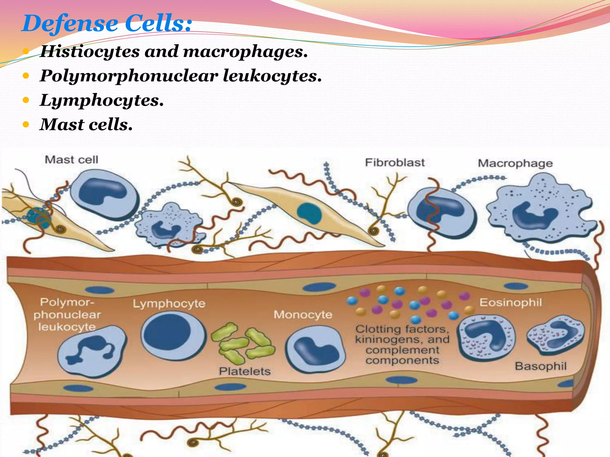Histology and physiology of the pulp | PDF