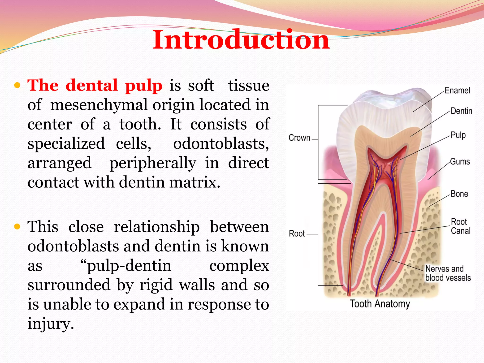 Histology and physiology of the pulp | PDF