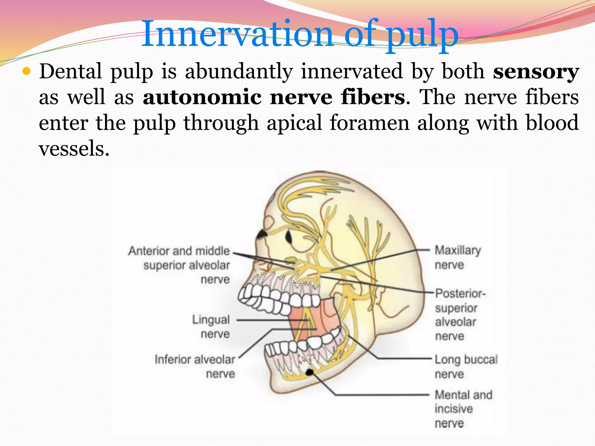 Histology and physiology of the pulp | PDF