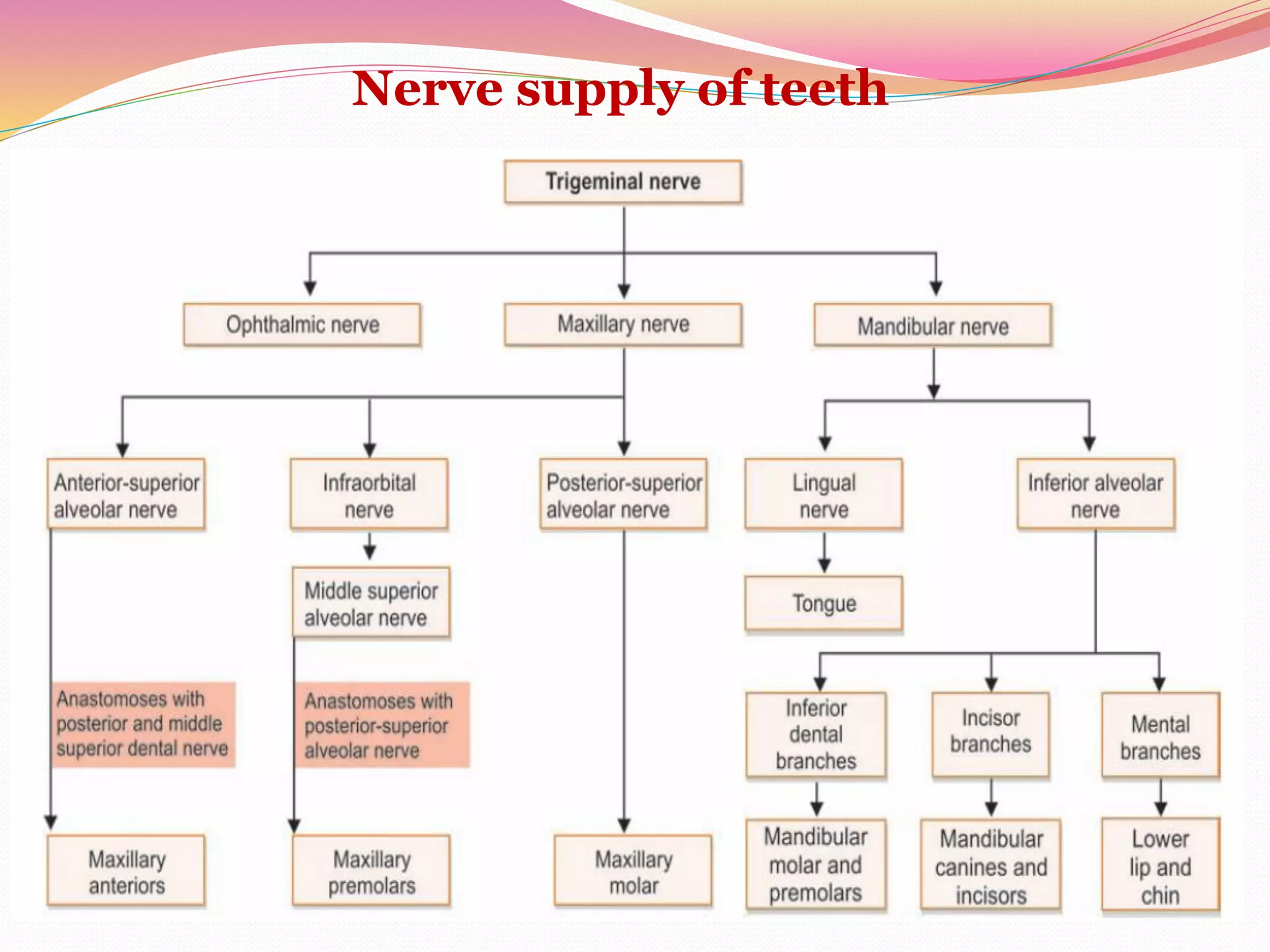 Histology and physiology of the pulp | PDF