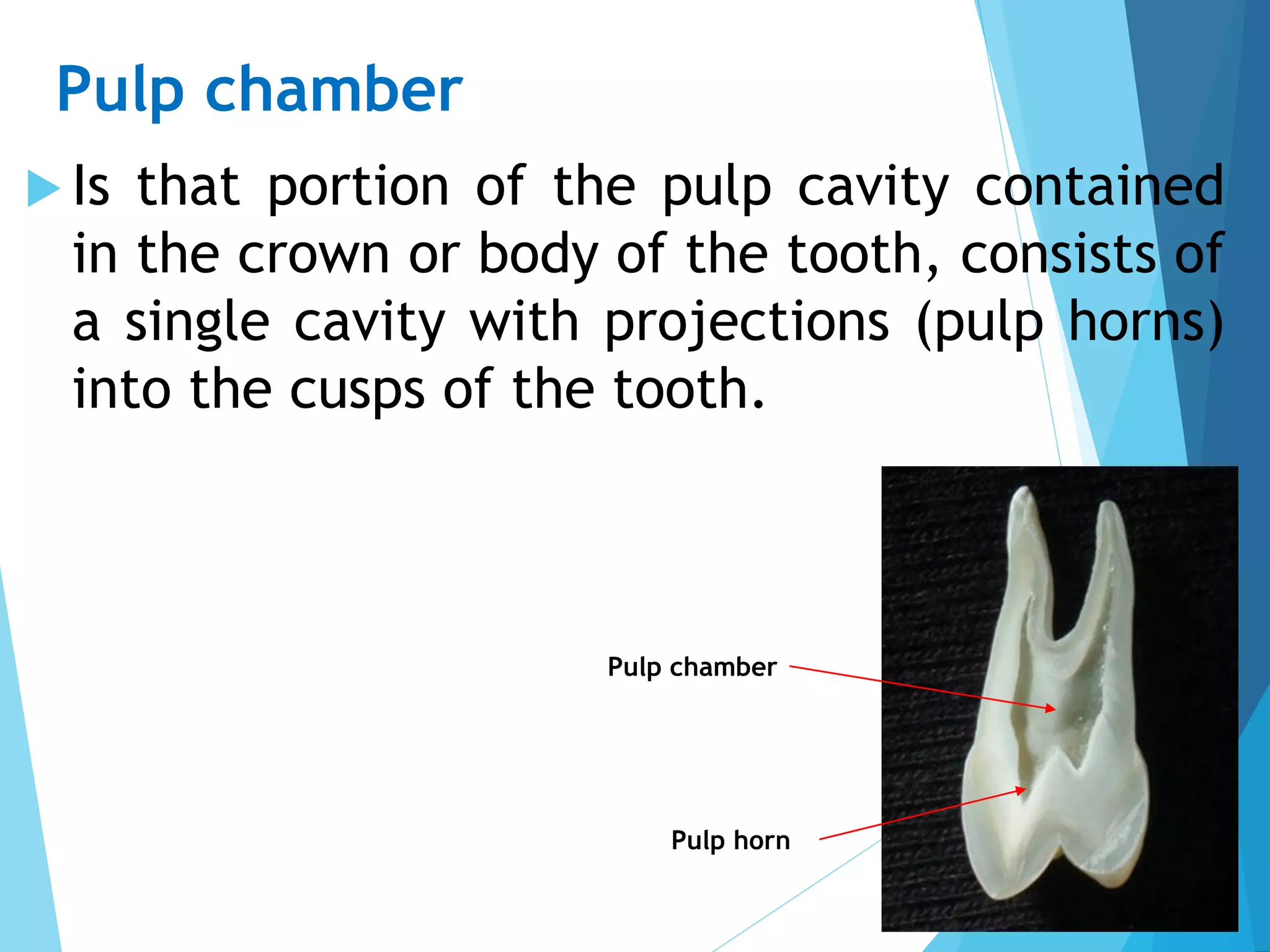 Histology and physiology of the pulp | PDF