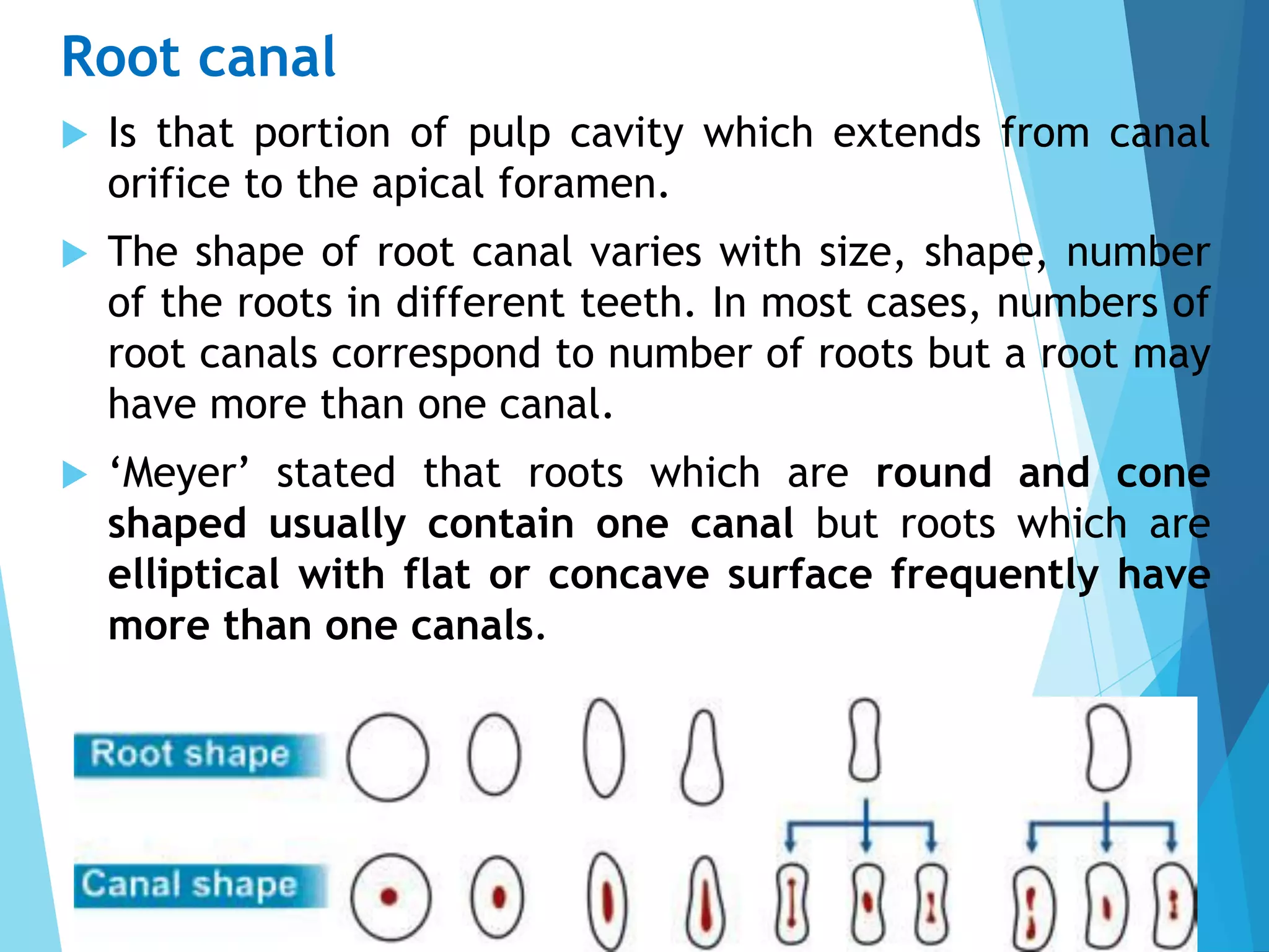 Histology and physiology of the pulp | PDF