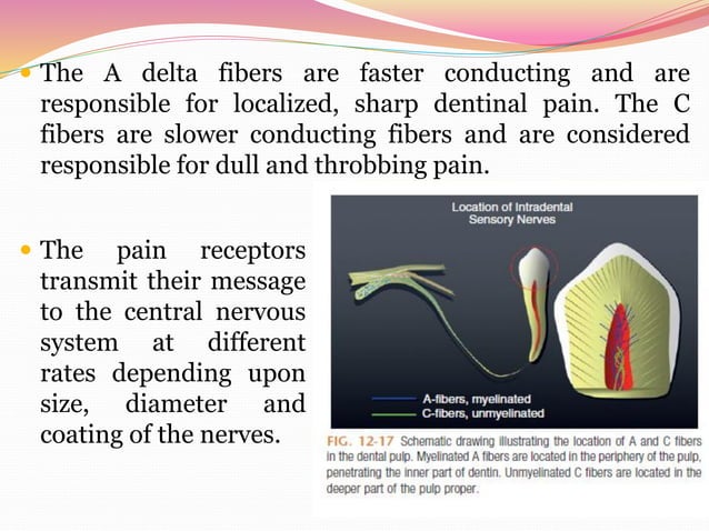 Histology and physiology of the pulp | PDF