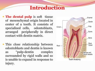 Pulp Cavity Histology