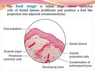 Pulp Cavity Histology