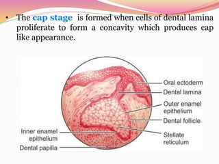 Pulp Cavity Histology