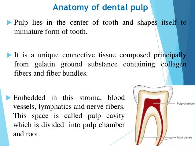 Histology and physiology of the pulp