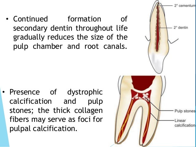 Histology and physiology of the pulp