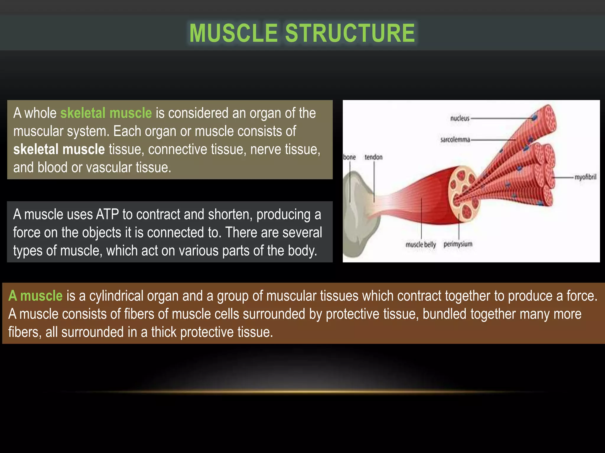 Histology and Physiology of muscle | PPTX