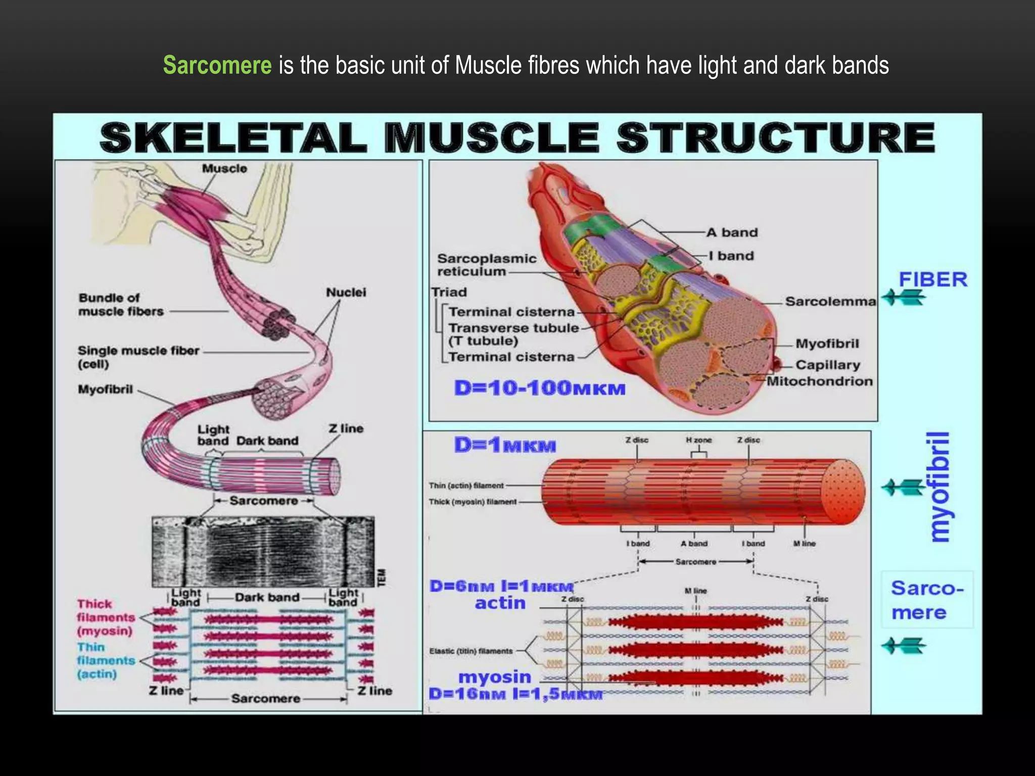 Histology and Physiology of muscle | PPTX