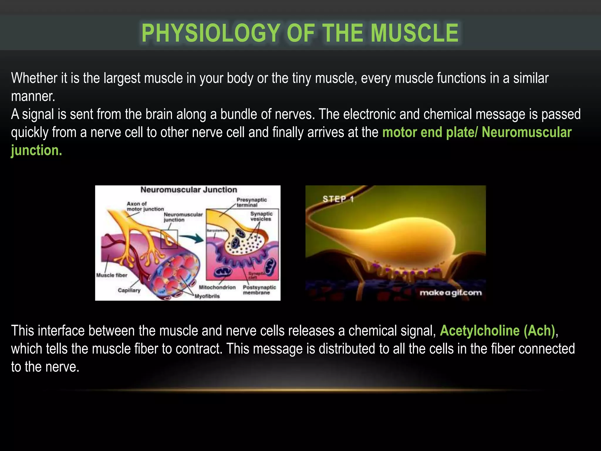Histology and Physiology of muscle | PPTX