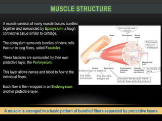 Histology and Physiology of muscle | PPTX