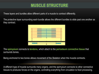 Histology and Physiology of muscle | PPTX