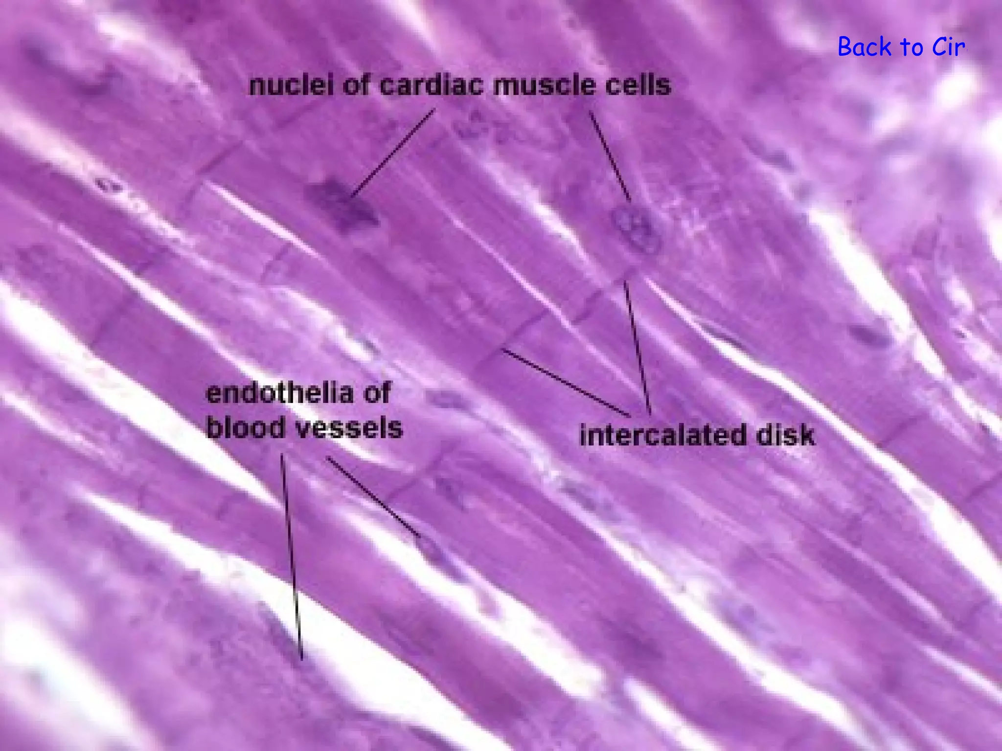 Histology Atlas | PPT