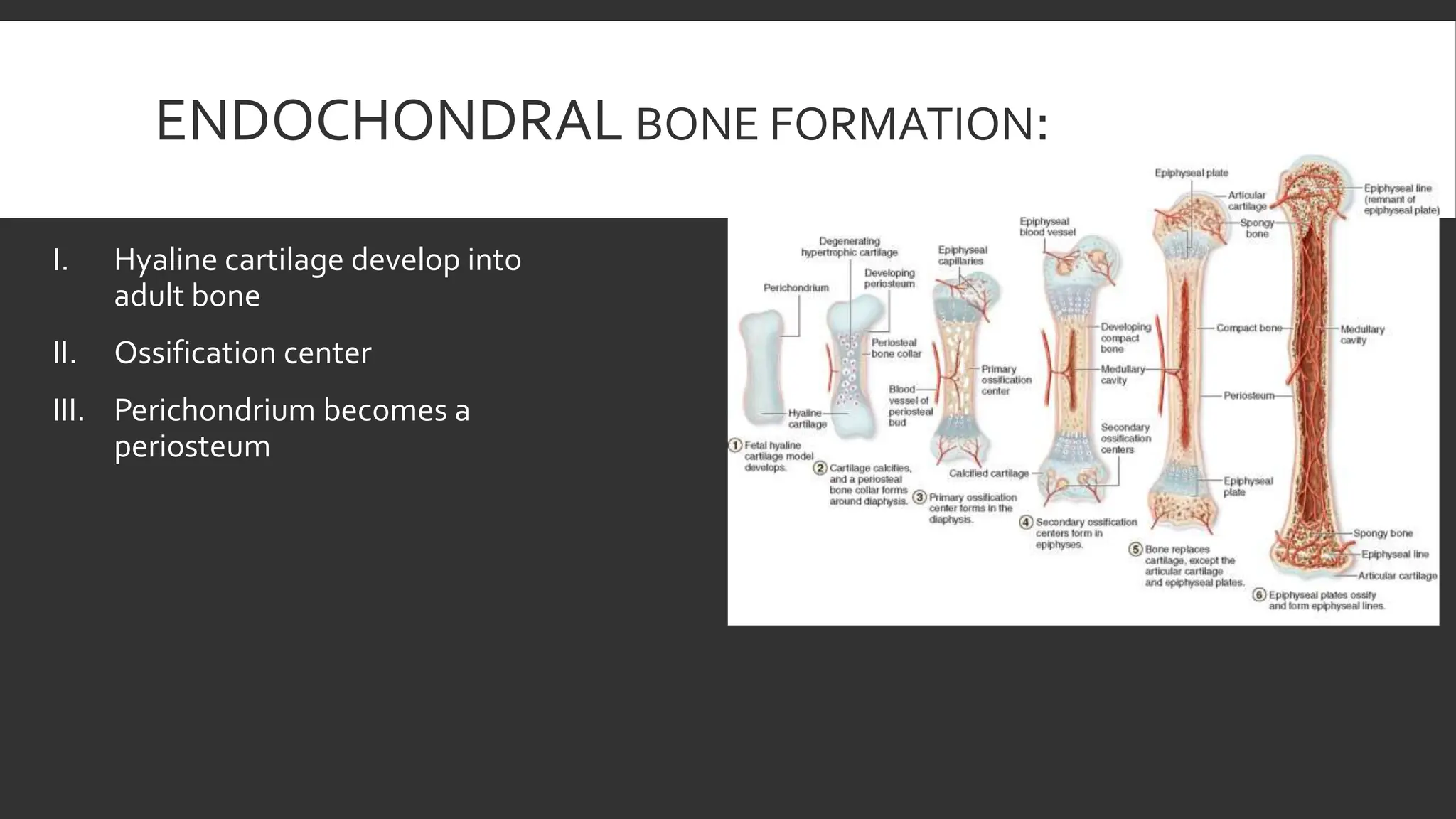 histology presentation of cartilage and bone | PPTX