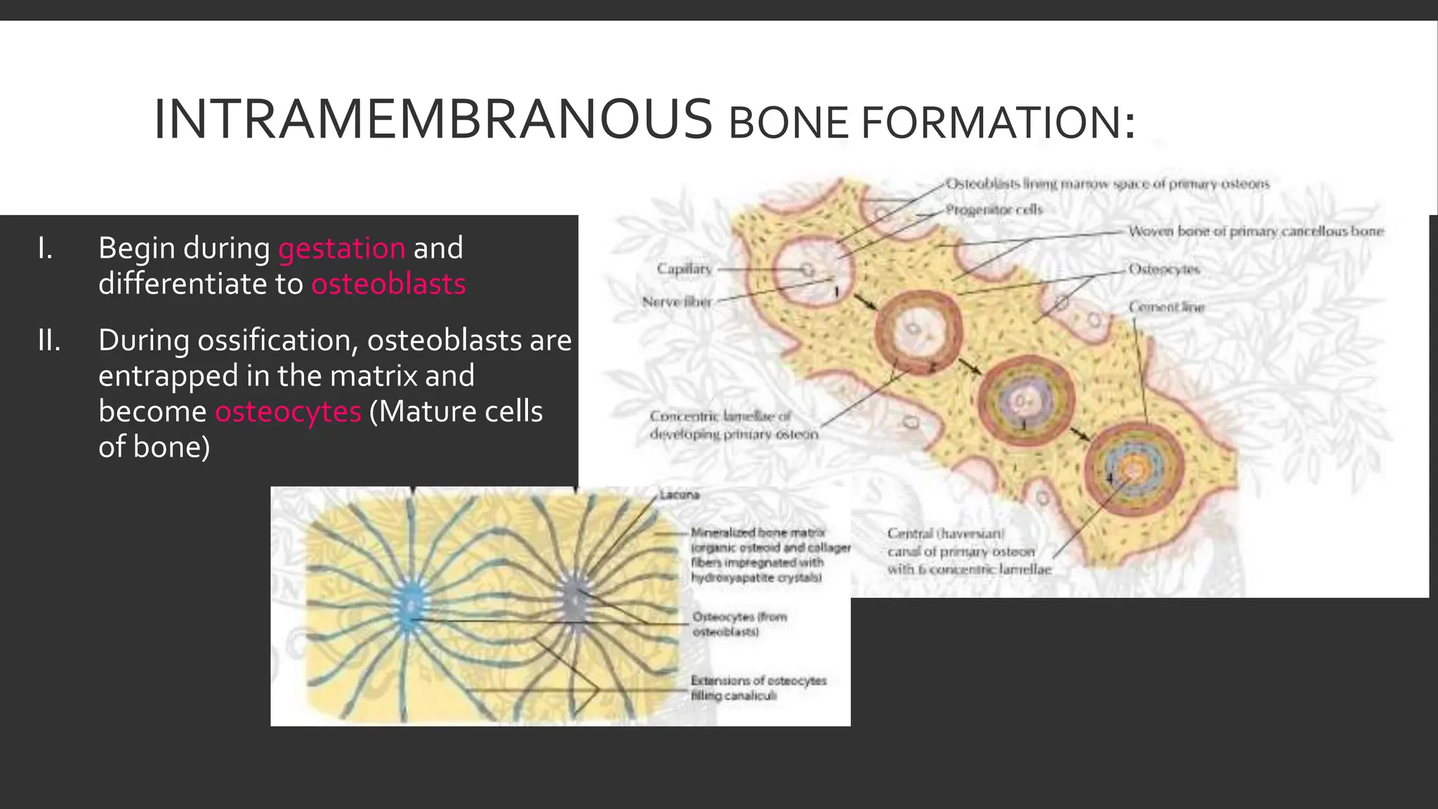 histology presentation of cartilage and bone | PPTX