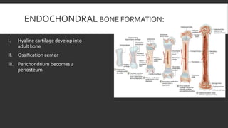 histology presentation of cartilage and bone | PPTX