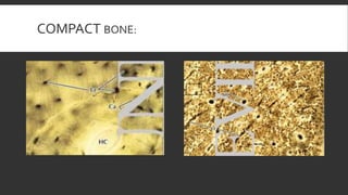 histology presentation of cartilage and bone | PPTX