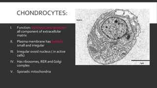 histology presentation of cartilage and bone | PPTX