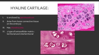 histology presentation of cartilage and bone | PPTX