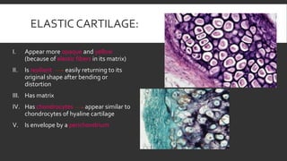 histology presentation of cartilage and bone | PPTX