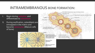 histology presentation of cartilage and bone | PPTX