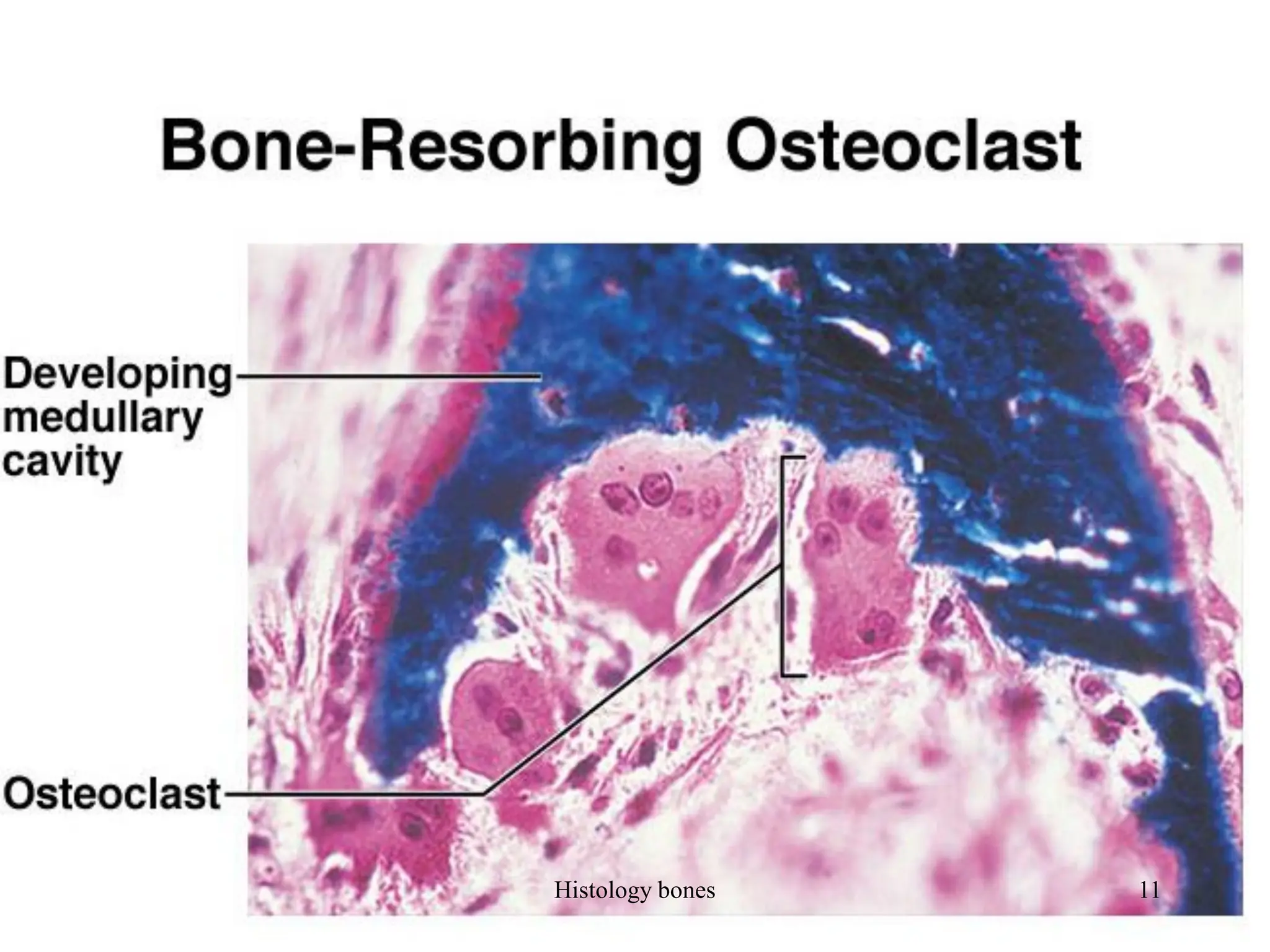 histology bones.pdf