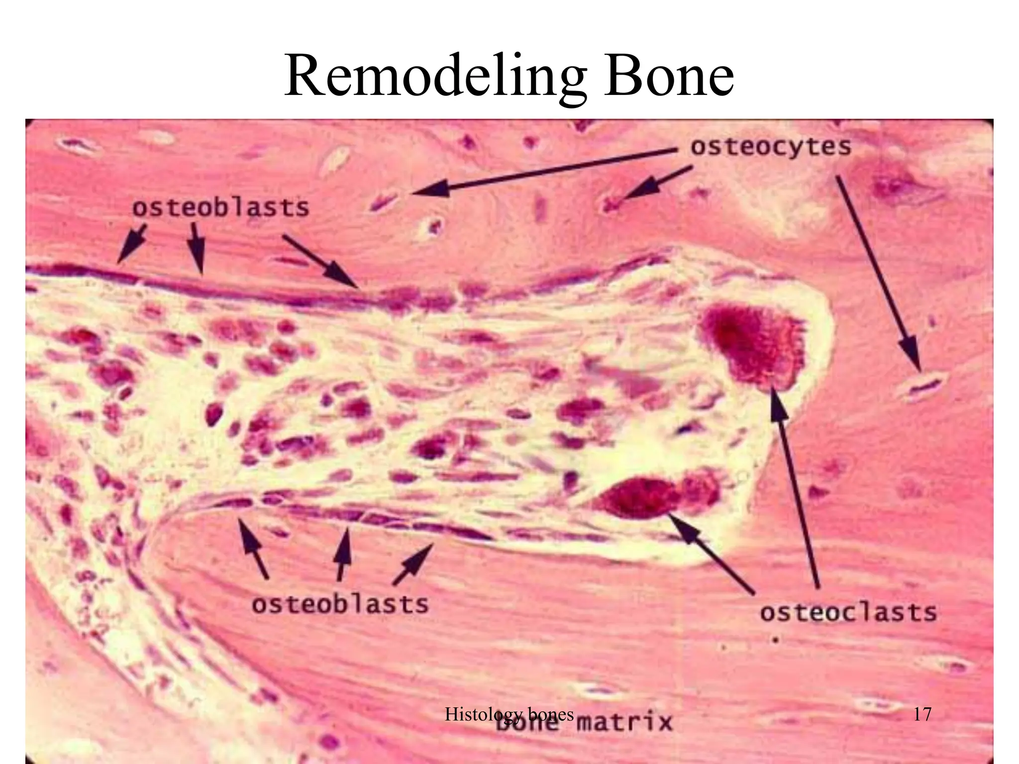 histology bones.pdf