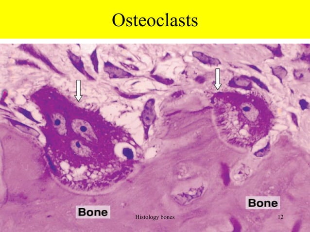 histology bones.pdf