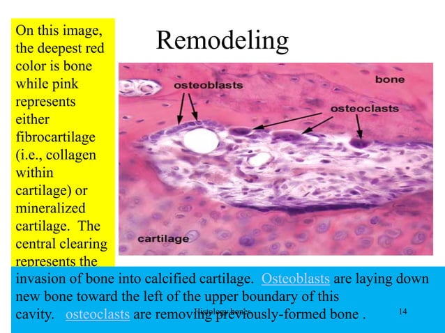 histology bones.pdf