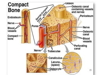 histology bones.pdf