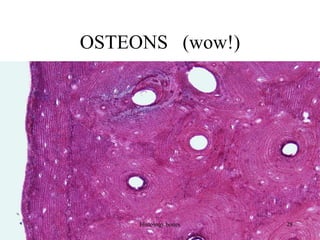 histology bones.pdf