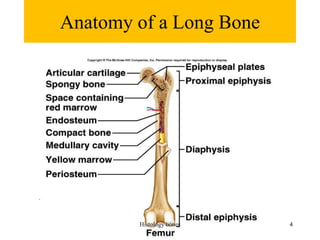histology bones.pdf