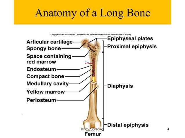 histology bones.pdf