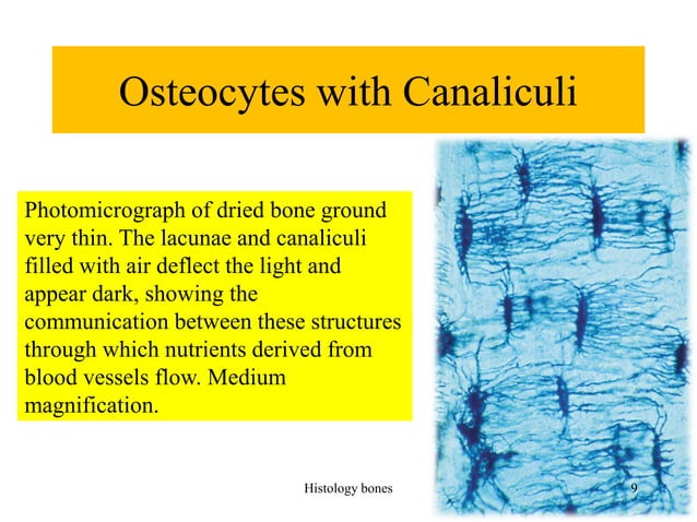 histology bones.pdf