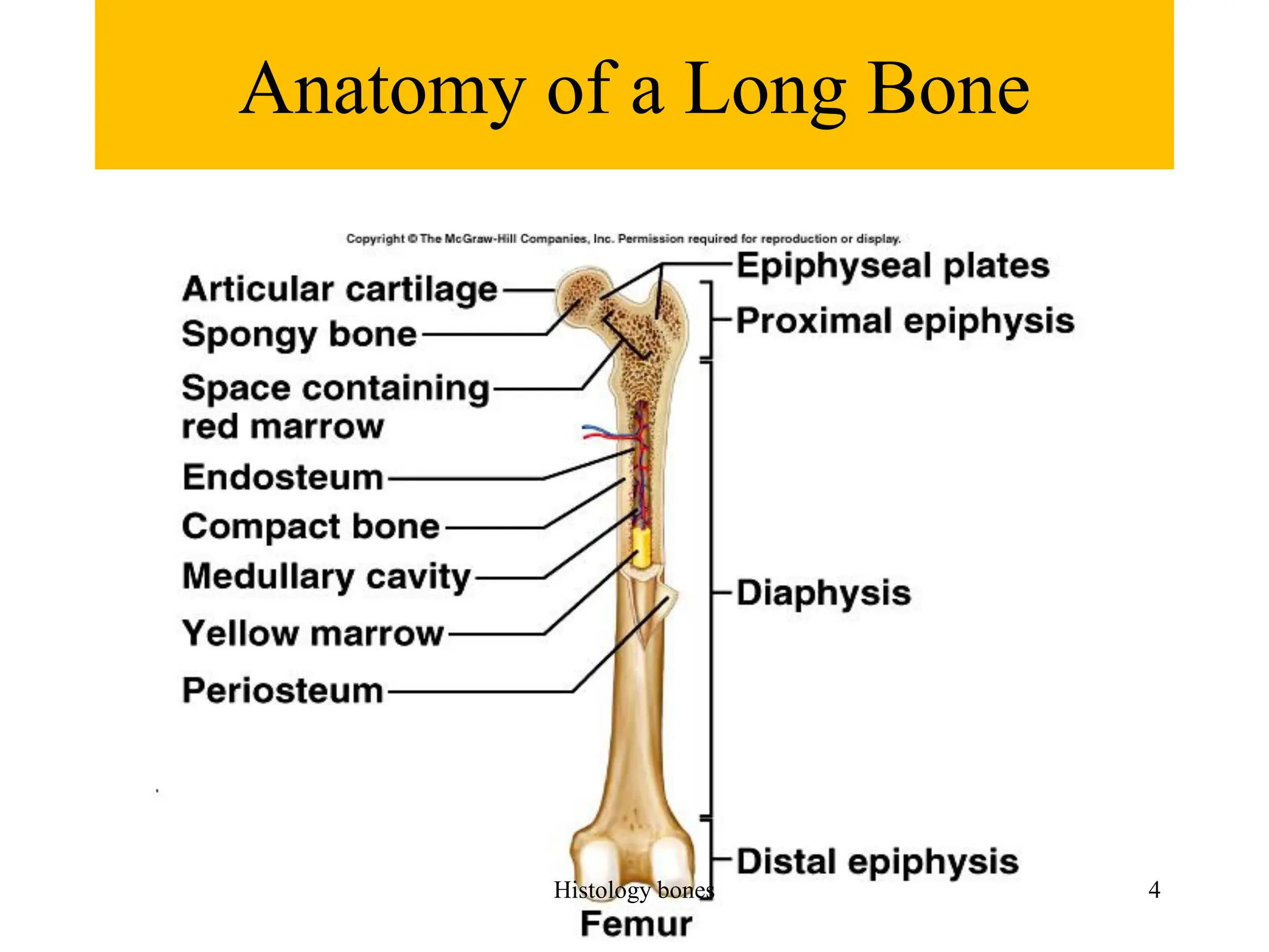 histology bones2.pdf