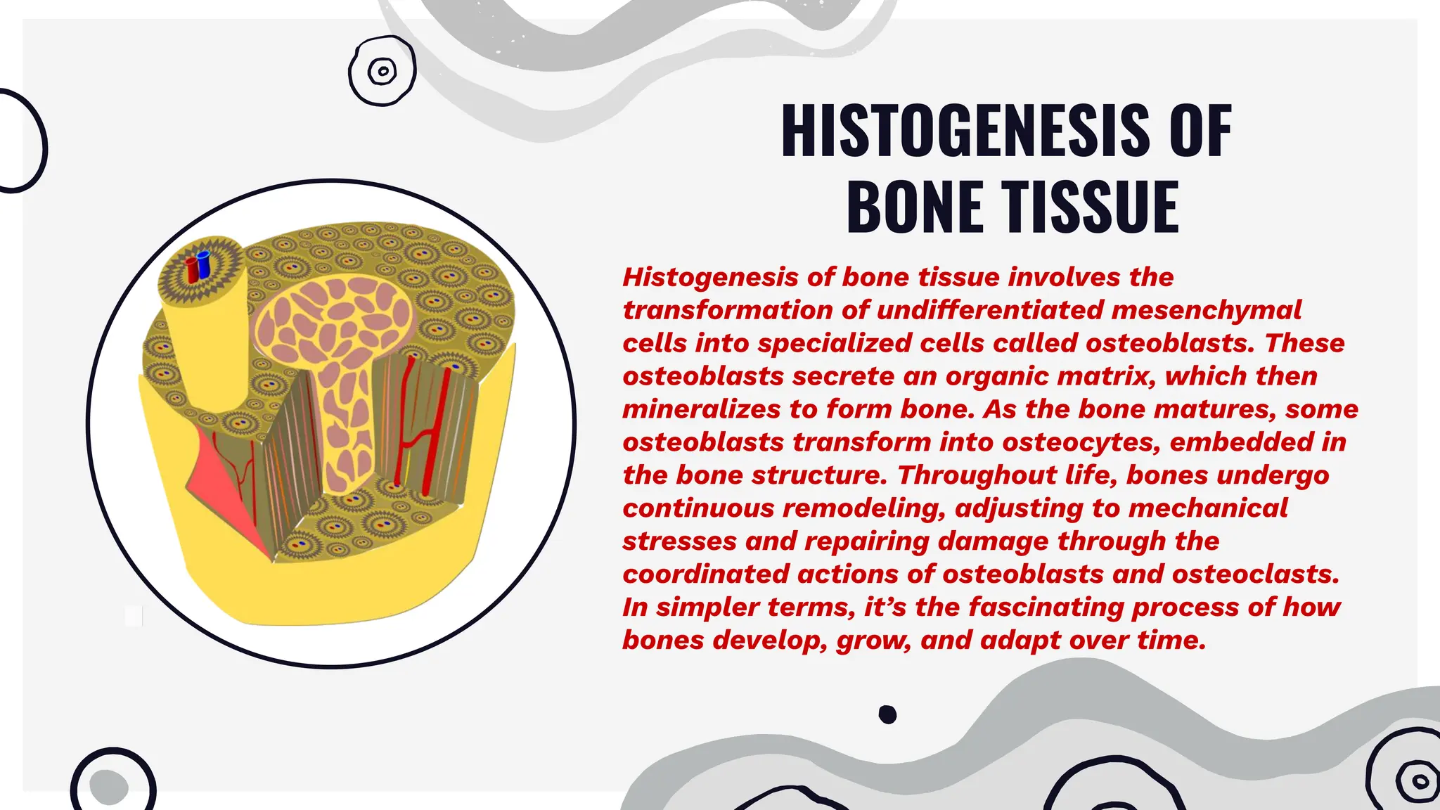Presentation on the topic- Histology: BONE TISSUE | PDF