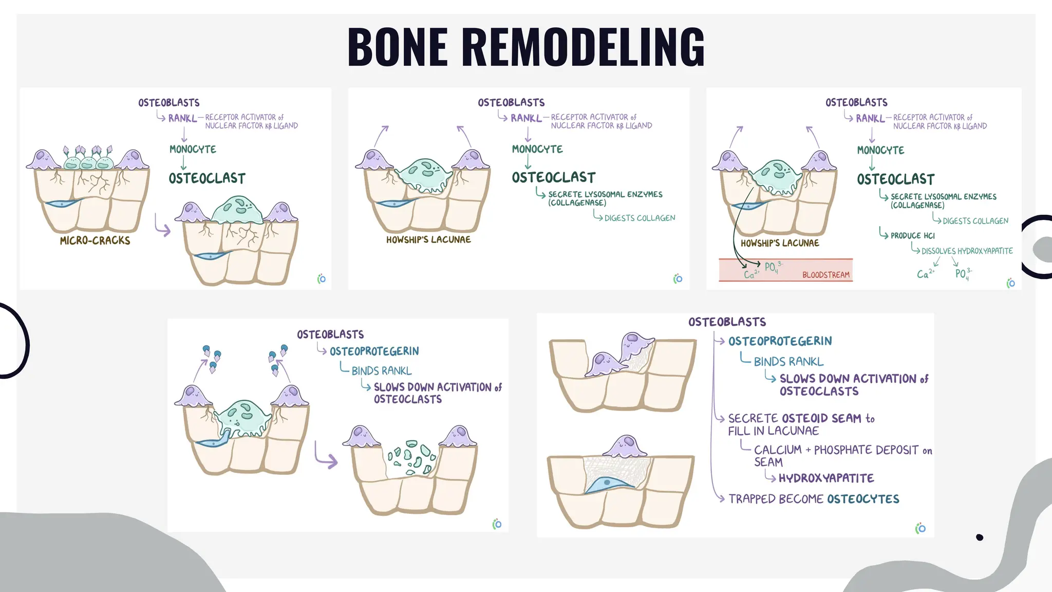 Presentation on the topic- Histology: BONE TISSUE | PDF