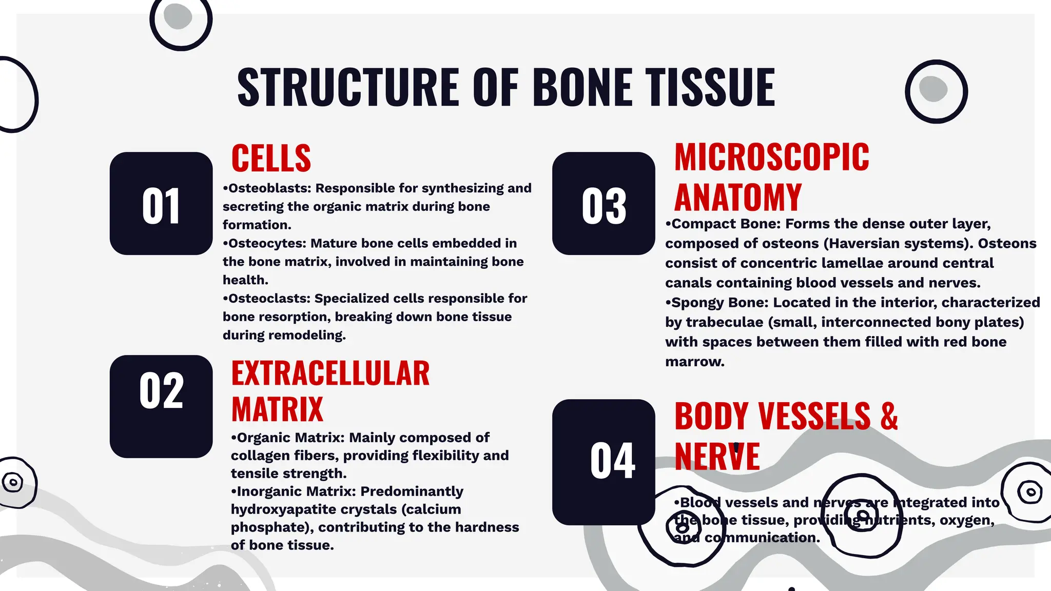 Presentation on the topic- Histology: BONE TISSUE | PDF