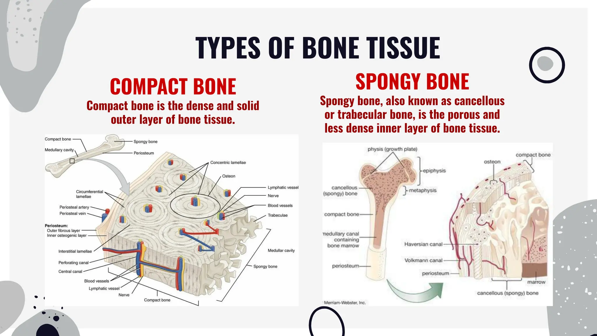 Presentation on the topic- Histology: BONE TISSUE | PDF