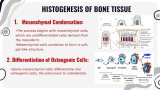 Presentation on the topic- Histology: BONE TISSUE | PDF