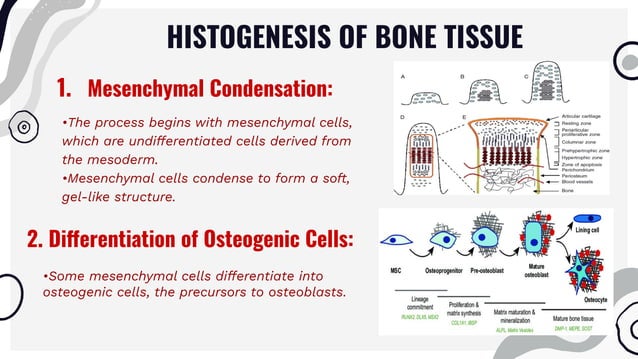 Presentation on the topic- Histology: BONE TISSUE | PDF | Bone and Joint Conditions | Diseases ...