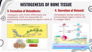 Presentation on the topic- Histology: BONE TISSUE | PDF