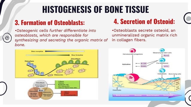 Presentation on the topic- Histology: BONE TISSUE | PDF | Bone and Joint Conditions | Diseases ...