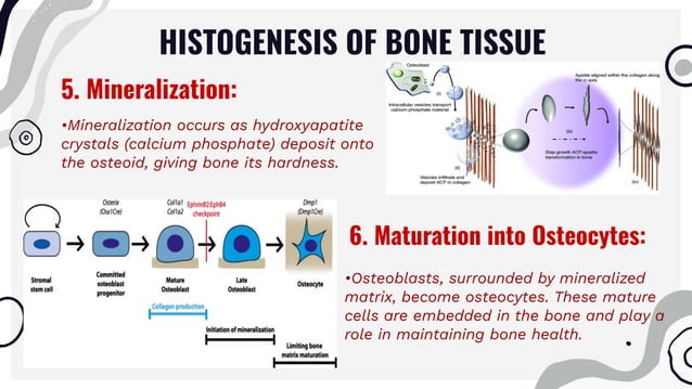 Presentation on the topic- Histology: BONE TISSUE | PDF | Bone and Joint Conditions | Diseases ...
